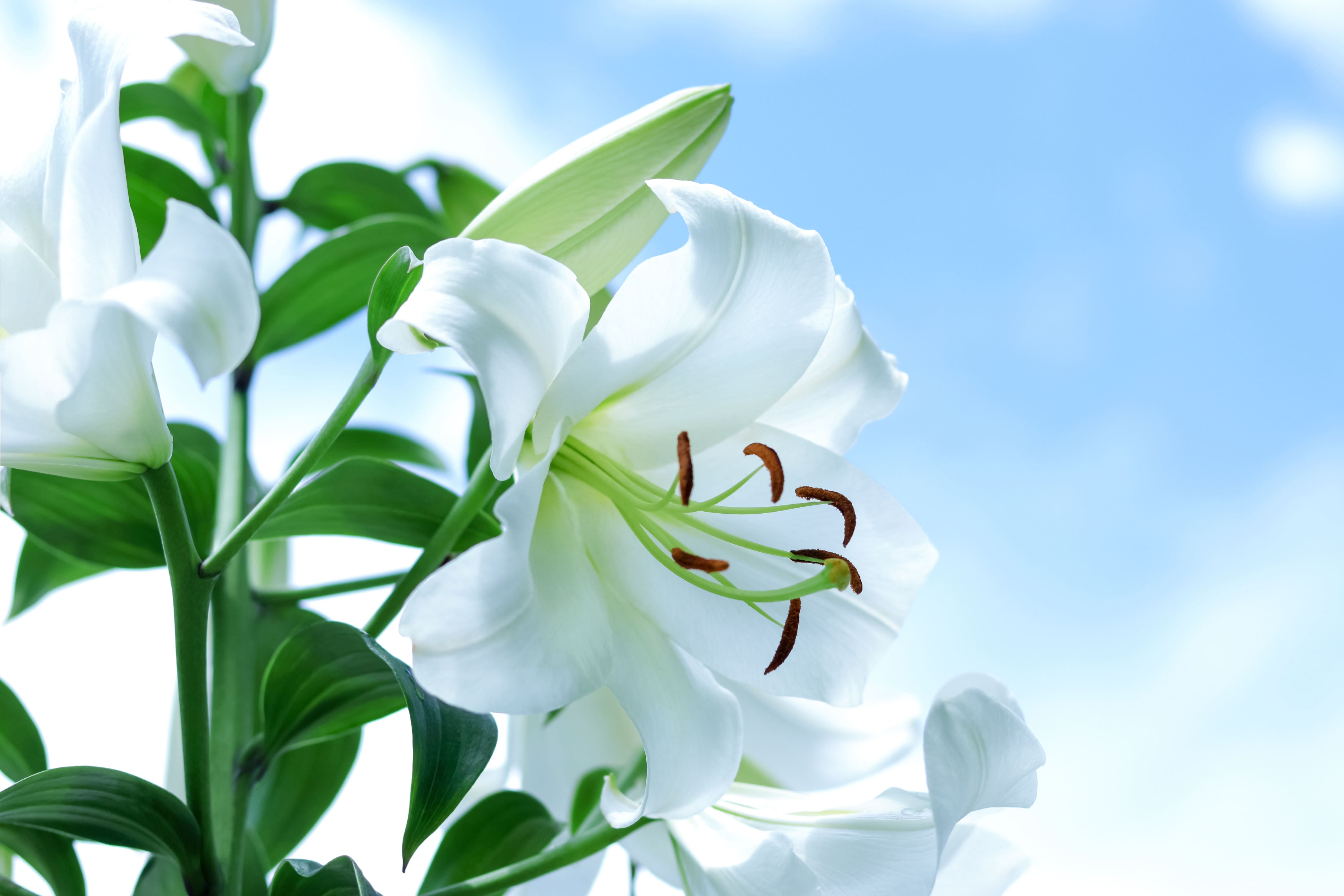 Entretien du lys : conseils pour cultiver et soigner vos fleurs